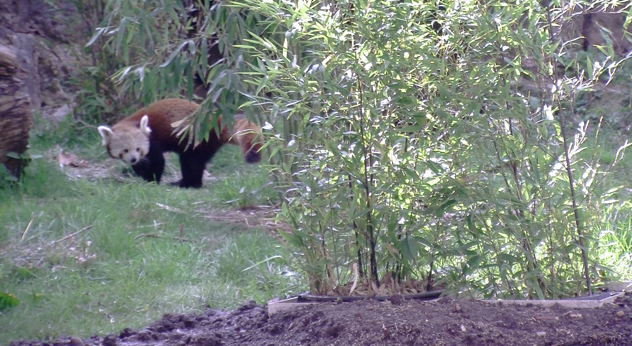 Lyon : un panda roux du zoo du parc de la Tête d’Or est mort