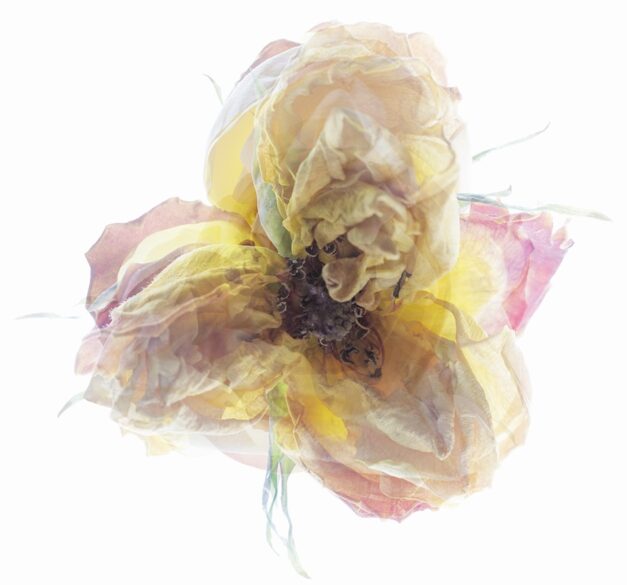 Exposition : Poltred, les fleurs dans tous leurs états - Lyon Capitale