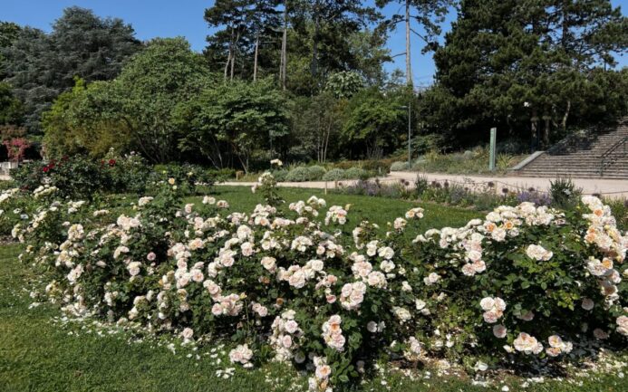 Comment Lyon est devenu "capitale des roses" - Lyon Capitale